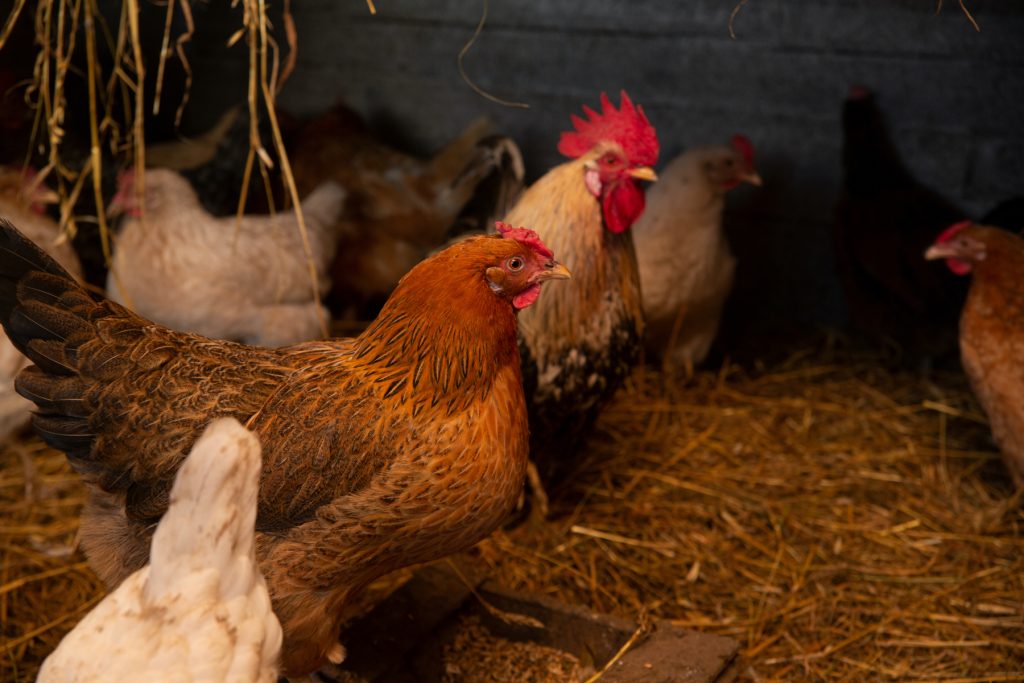 How to Keep Chickens Warm in Winter Without Electricity - Backyard Poultry